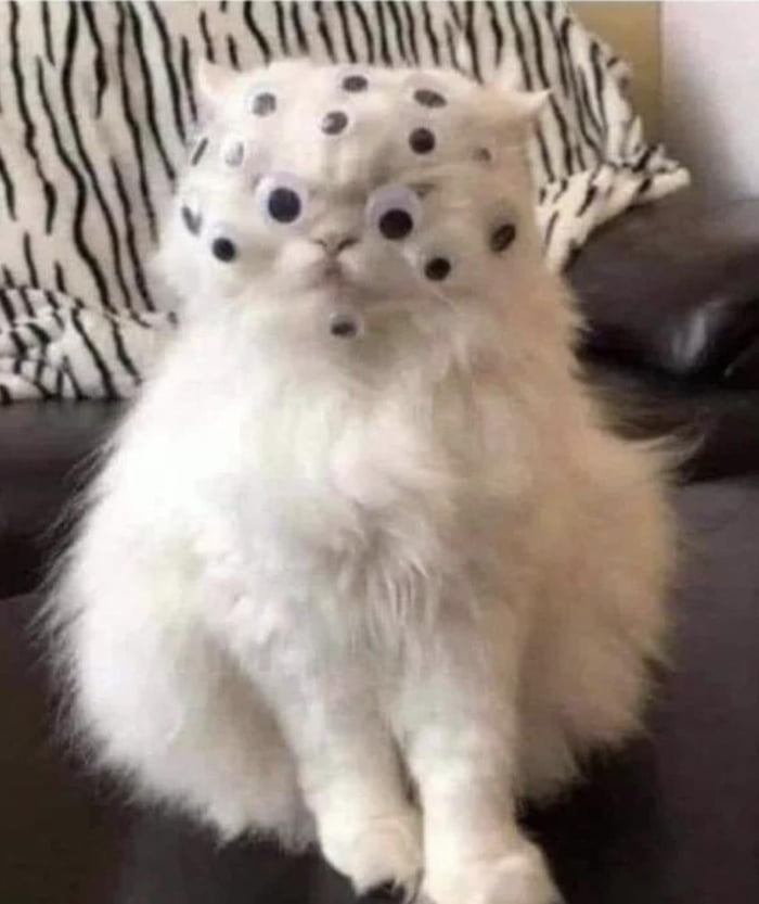 The Fluff with a Thousand Eyes - 9GAG