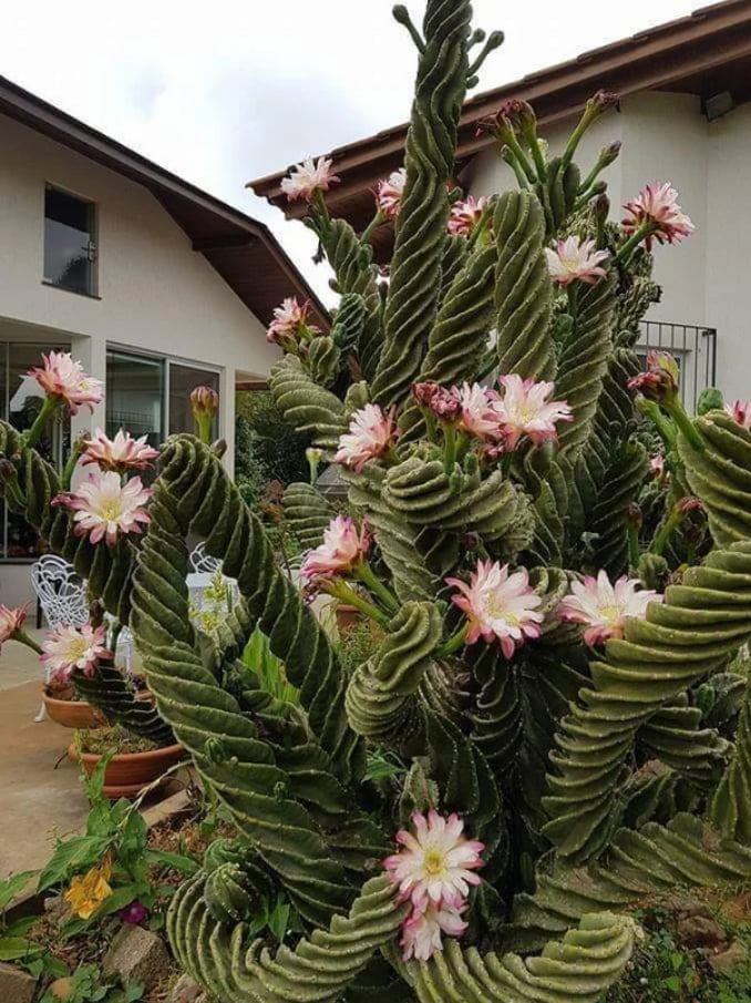 A spiraling cactus - 9GAG
