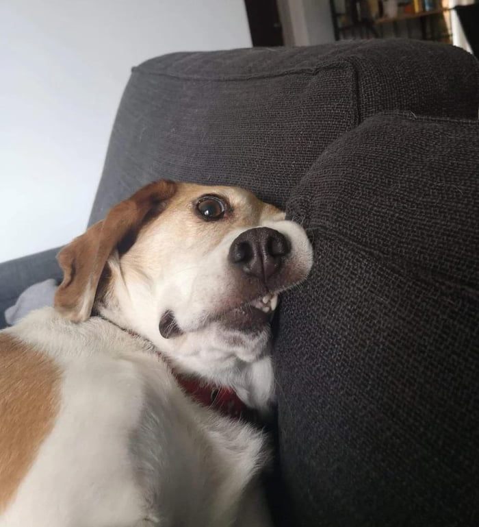 Picasso's dog - 9GAG