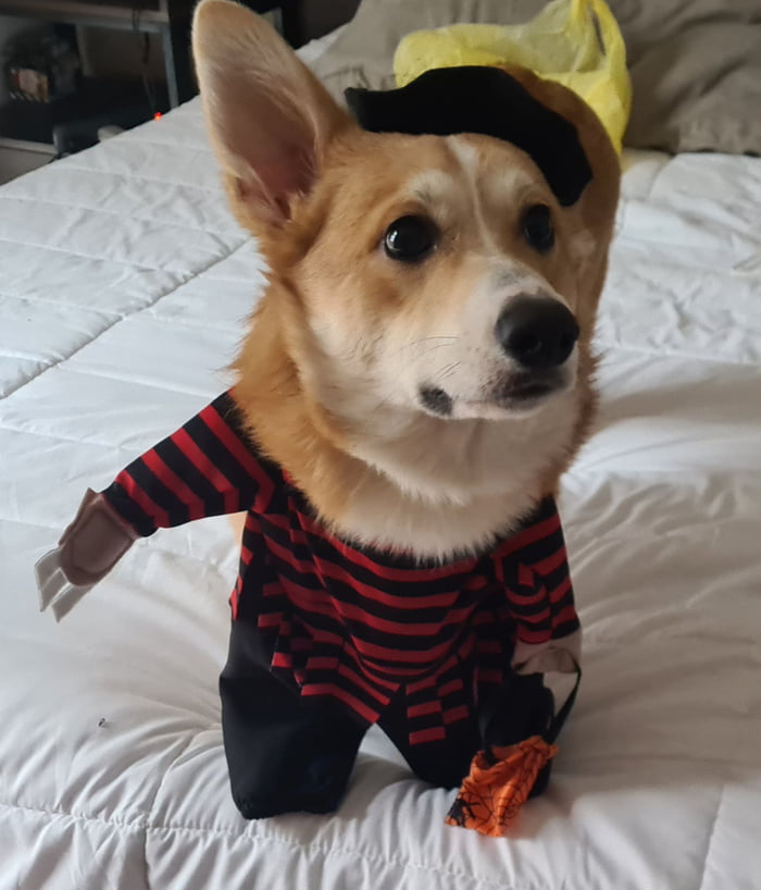Corgi Krueger - 9GAG