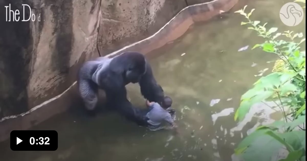 Remembering harambe (1999-2016) - 9GAG