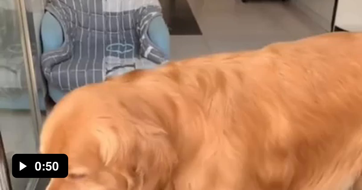 Golden Cat hug - 9GAG
