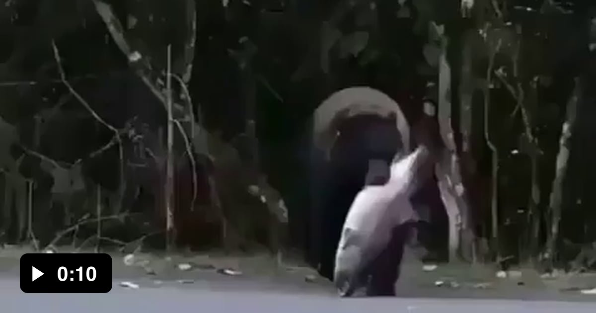 These bears coming back after this big catch. - 9GAG