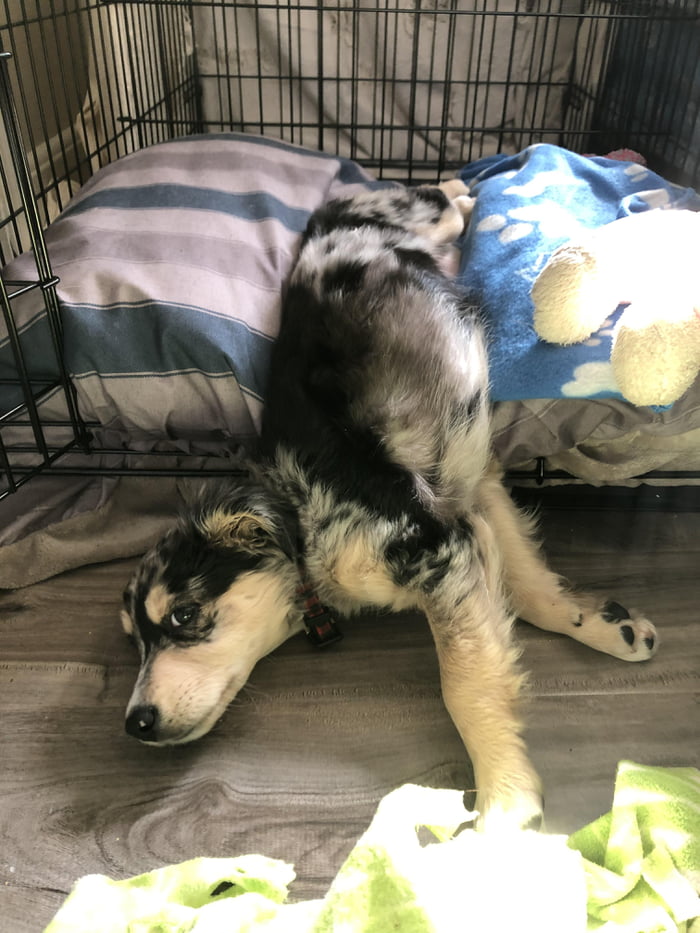 Half dog half snake - 9GAG