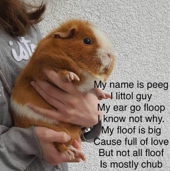Floof - 9GAG
