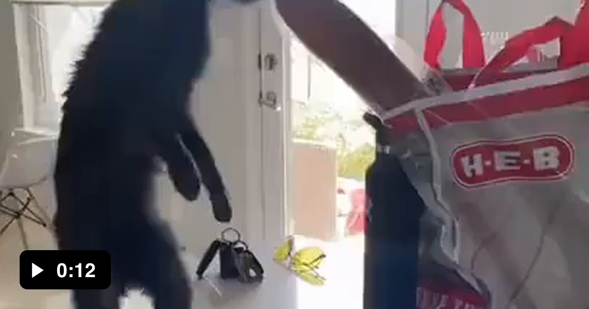 Cat not helping with the shopping - 9GAG