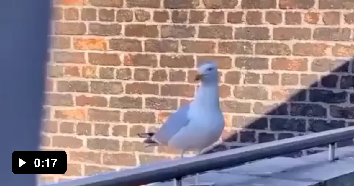 Seagull and dog conversation - 9GAG