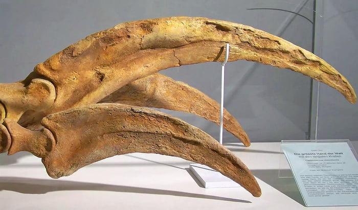 The most striking feature of "Therizinosaurus" was its claws - sharp ...