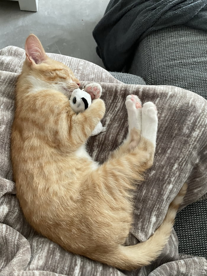 My kitty with his pet - 9GAG