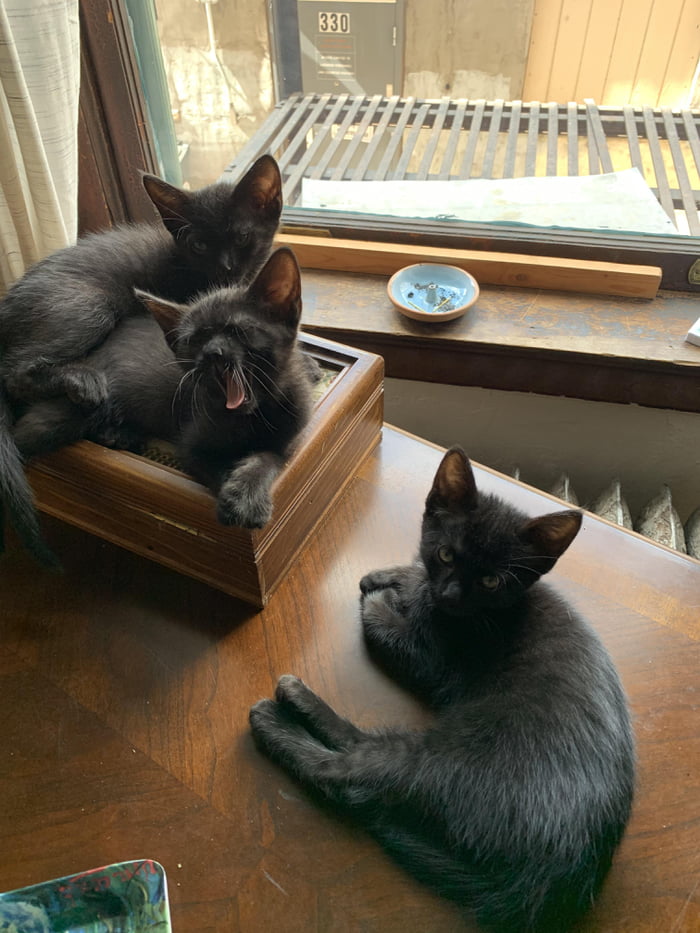 Big yawns after a long day on the run - 9GAG Big yawns after a long day on the run - 9GAG