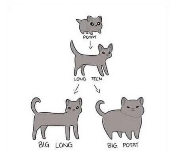 Life cycle of le cate - 9GAG