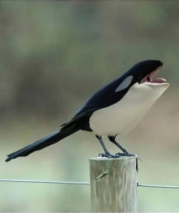 Melvin, Lord of Gluttony, Morning Dew Worm Snatcher - 9GAG