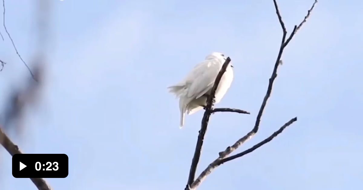 White Bellbird world loudbebeest bird call at 125 decibels. - 9GAG