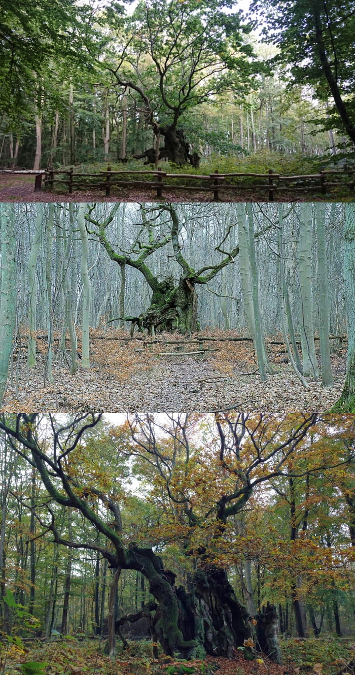 The up to 2000 year old "Kings Oak" in Denmark. Northern Europe's ...