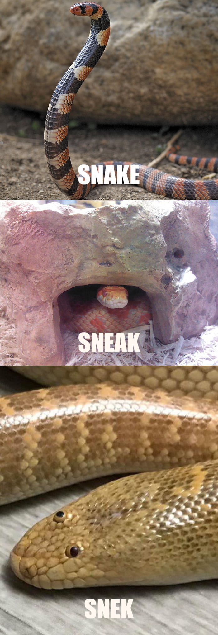 Sneaky snek - 9GAG