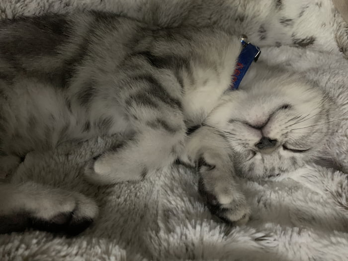 Frodo the cat asleep - 9GAG