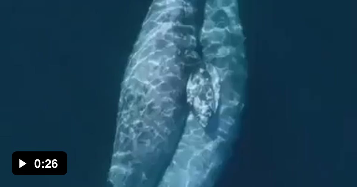 Whales hugging - 9GAG