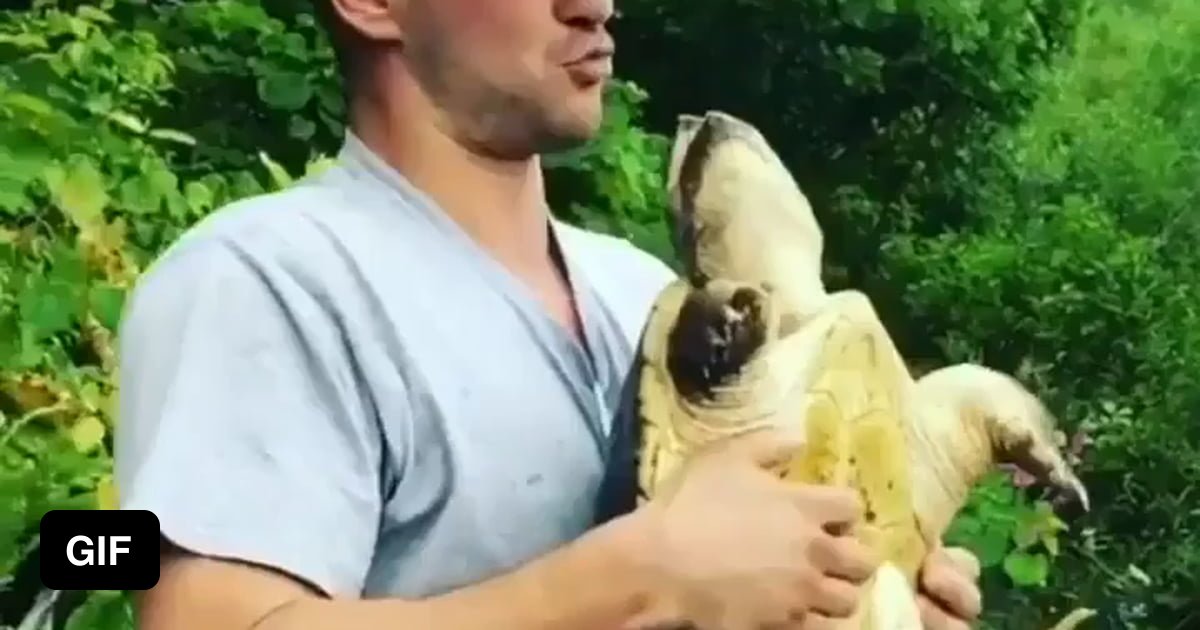 Giving a snapping turtle a kiss - 9GAG