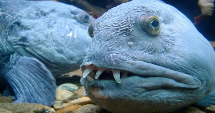 Derpy looking Wolf Eel - 9GAG