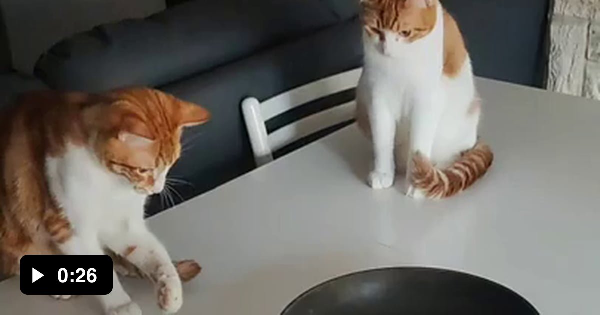 Cats are playing with the pan - 9GAG