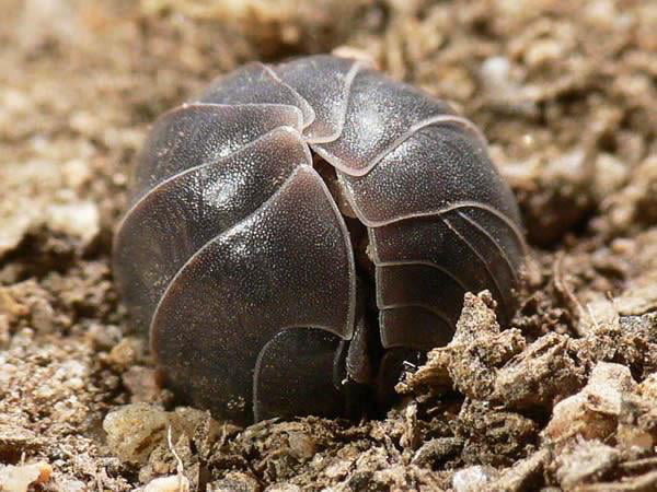 New study shows “Rollie Pollies” remove heavy metals from soil and ...