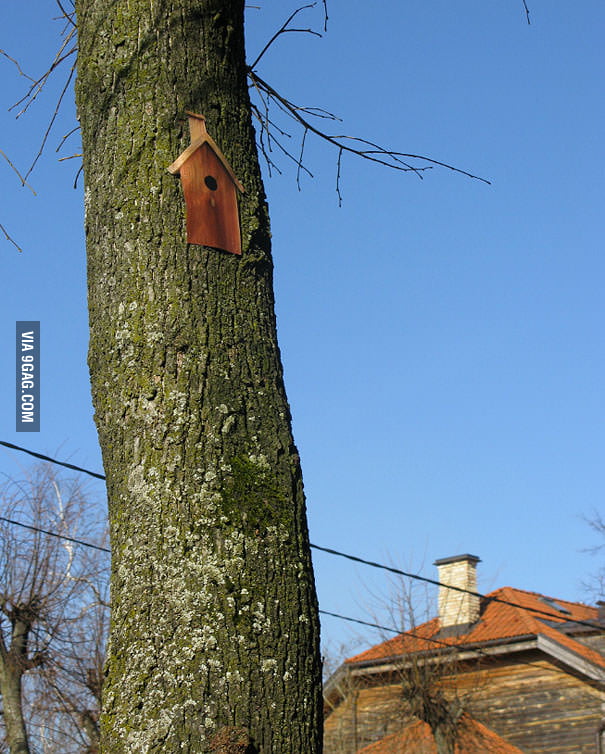 How to troll birds.. - 9GAG