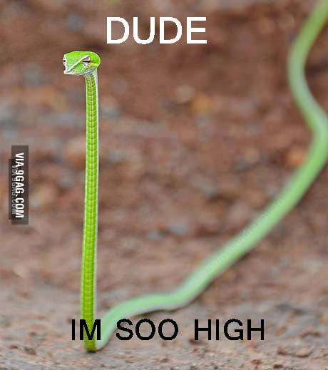 Dude im so high - 9GAG