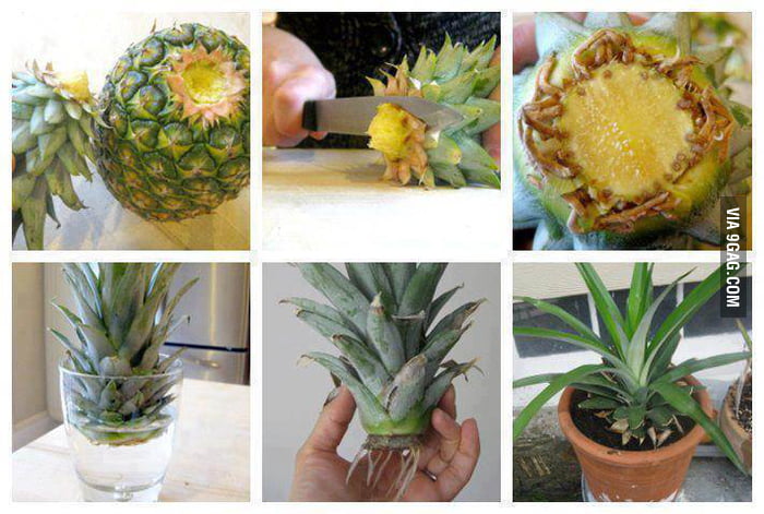 How to grow your own pineapple. - 9GAG