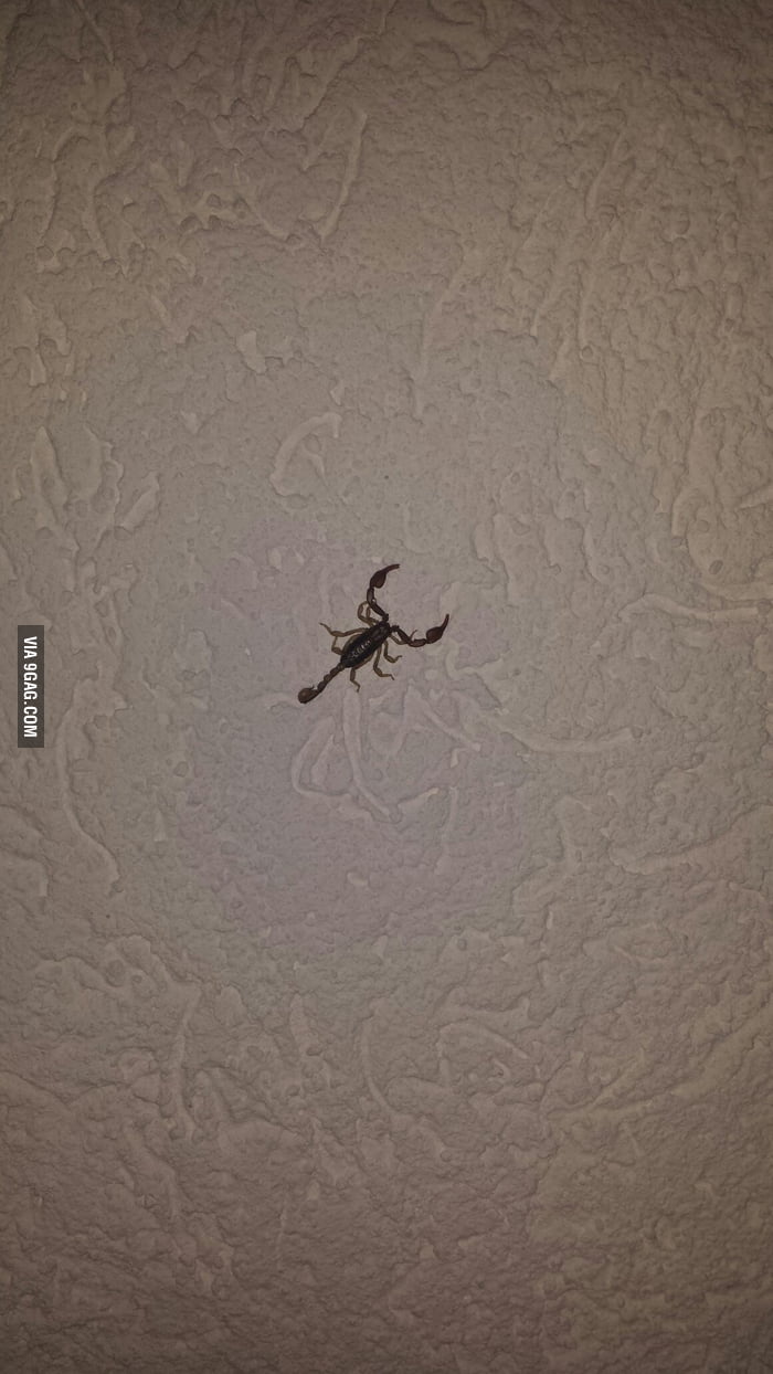 Scorpion baby inside my house. - 9GAG