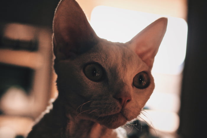 White Devon Rex - 9GAG