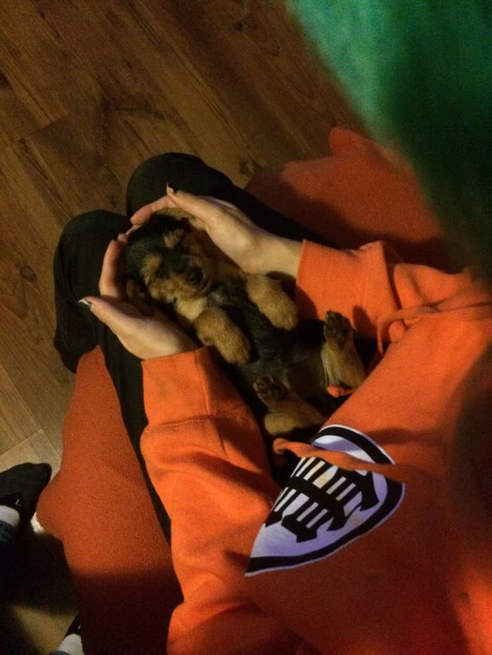 Smol pupper doing a hecking sleep - 9GAG