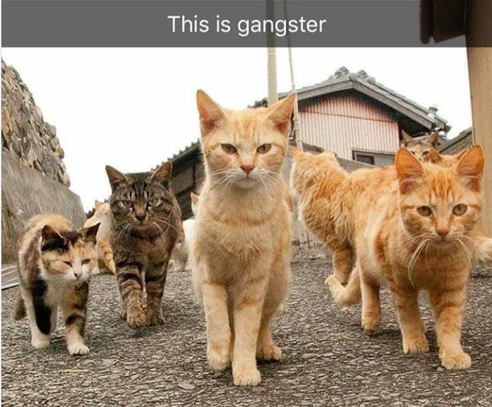 Stepping into the wrong neighborhood.. - 9GAG