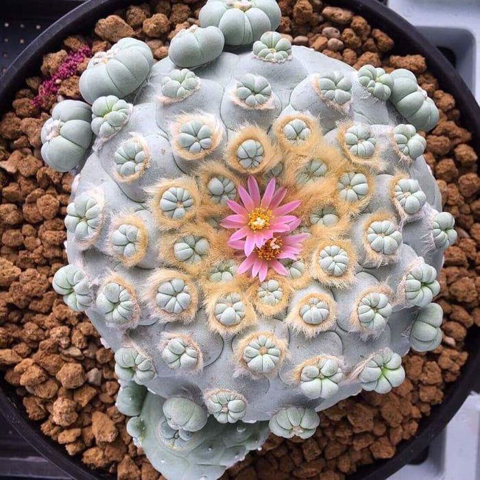 Amazing looking Lophophora Fricii cactus - 9GAG