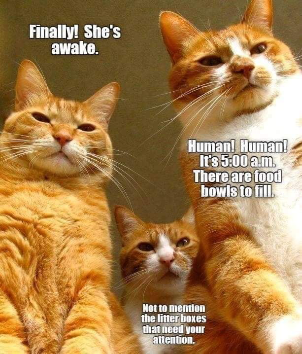 Cats - 9GAG