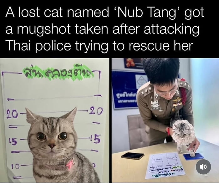 Straight to jail for this tiny terror - 9GAG