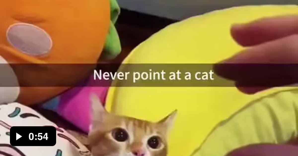 Do not (point at) the cat - 9GAG