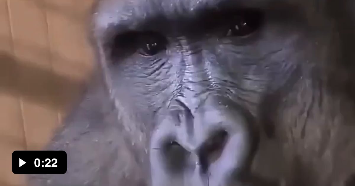 Just a gorilla enjoying his banana. - 9GAG