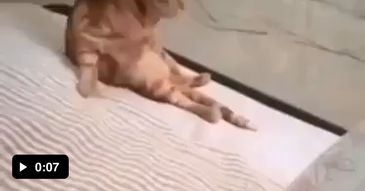 Enemy attack imminent, Loaf defensive mode activated - 9GAG