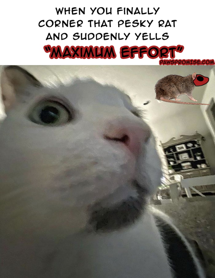 Maximum Effort - 9GAG