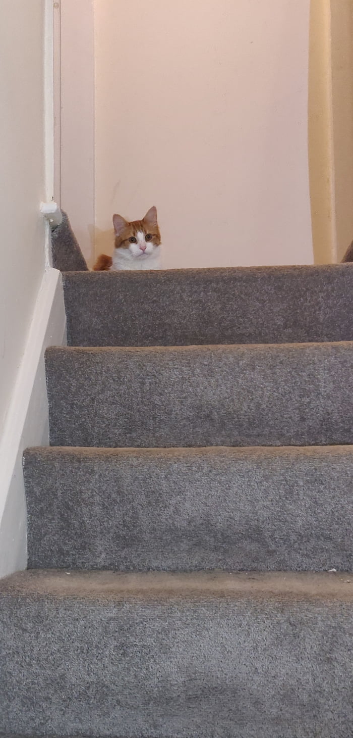 Cheebs being the best guard cat while I'm at work - 9GAG