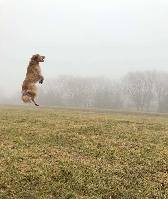 Levitating dog in fog - 9GAG