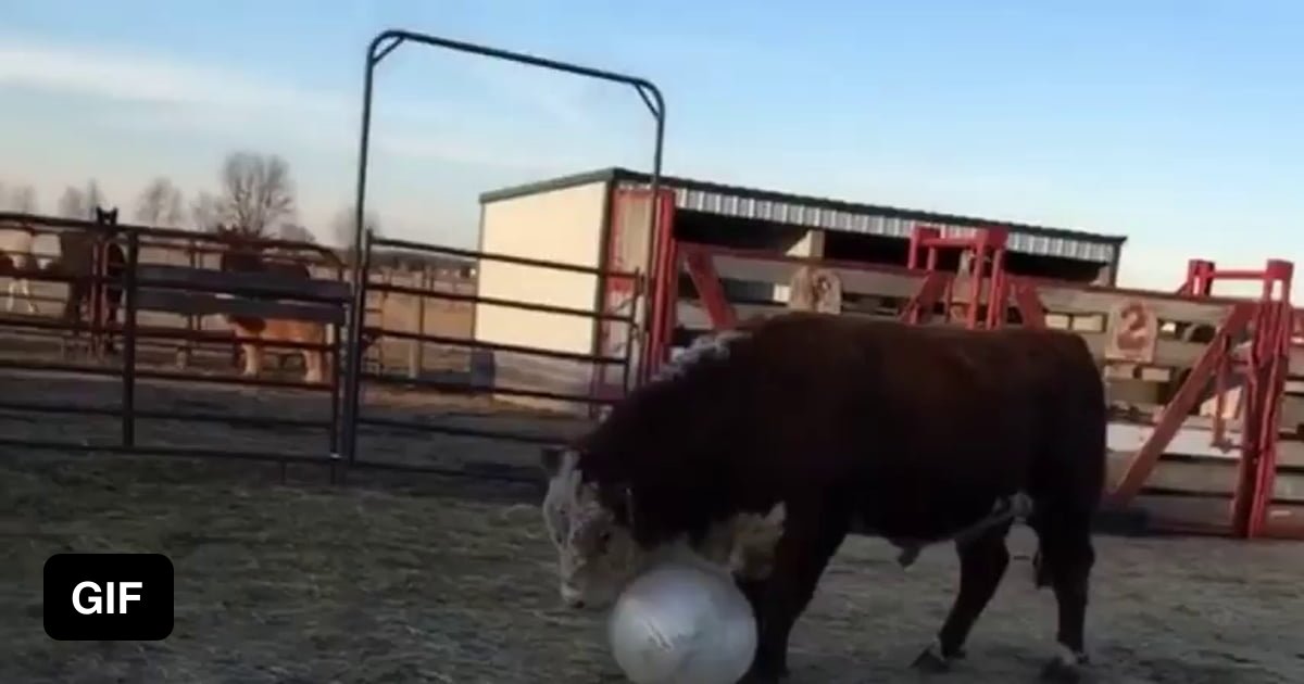 A cow and his ball - 9GAG
