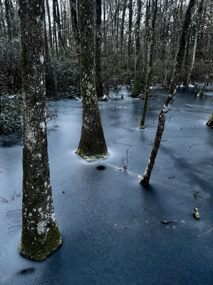 Frozen swamp in Florida this morning - 9GAG