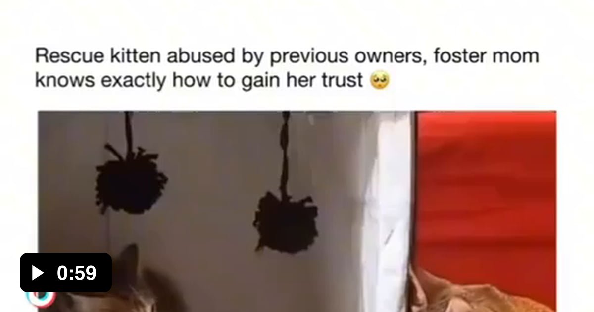 Foster mom calming aggressive kitty - 9GAG