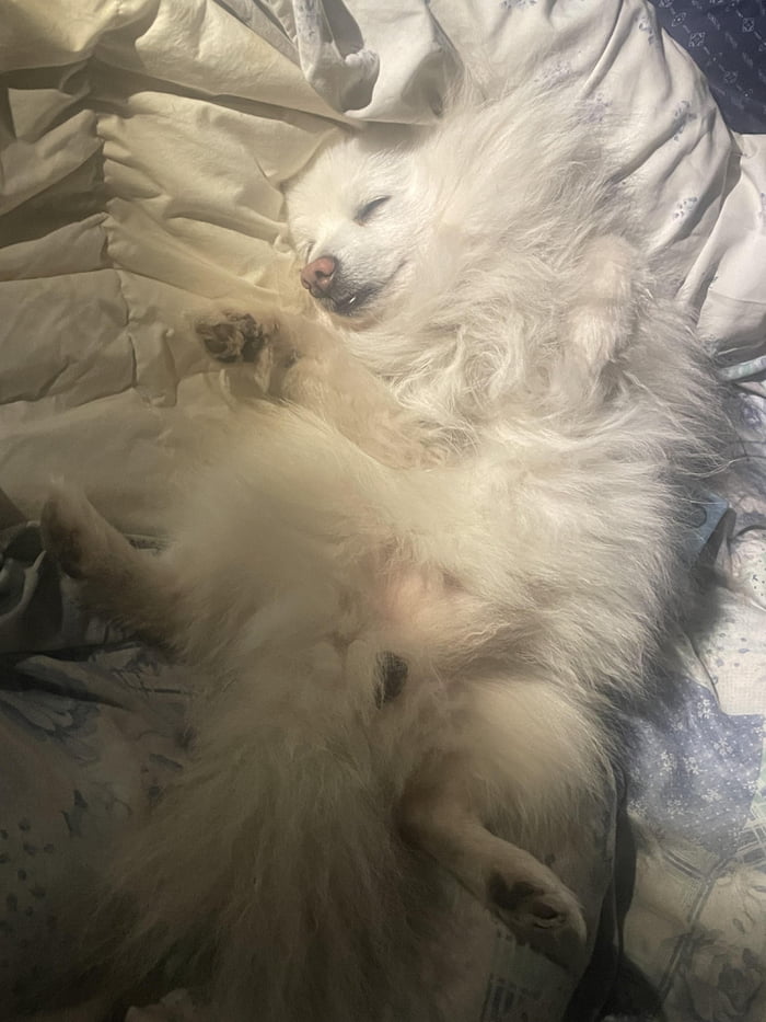 Dog.exe has stopped working. Restart or let it be? - 9GAG