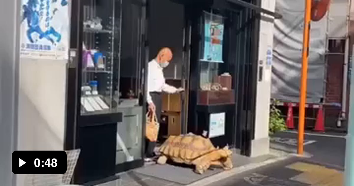 A Japanese grandpa taking his giant pet tortoise Bon-chan for a walk ...