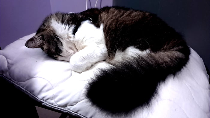 Nothing like a snooze to celebrate International Cat Day! - 9GAG