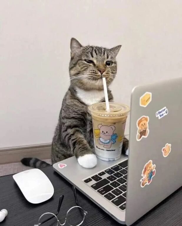 A Very Busy Cat - 9GAG