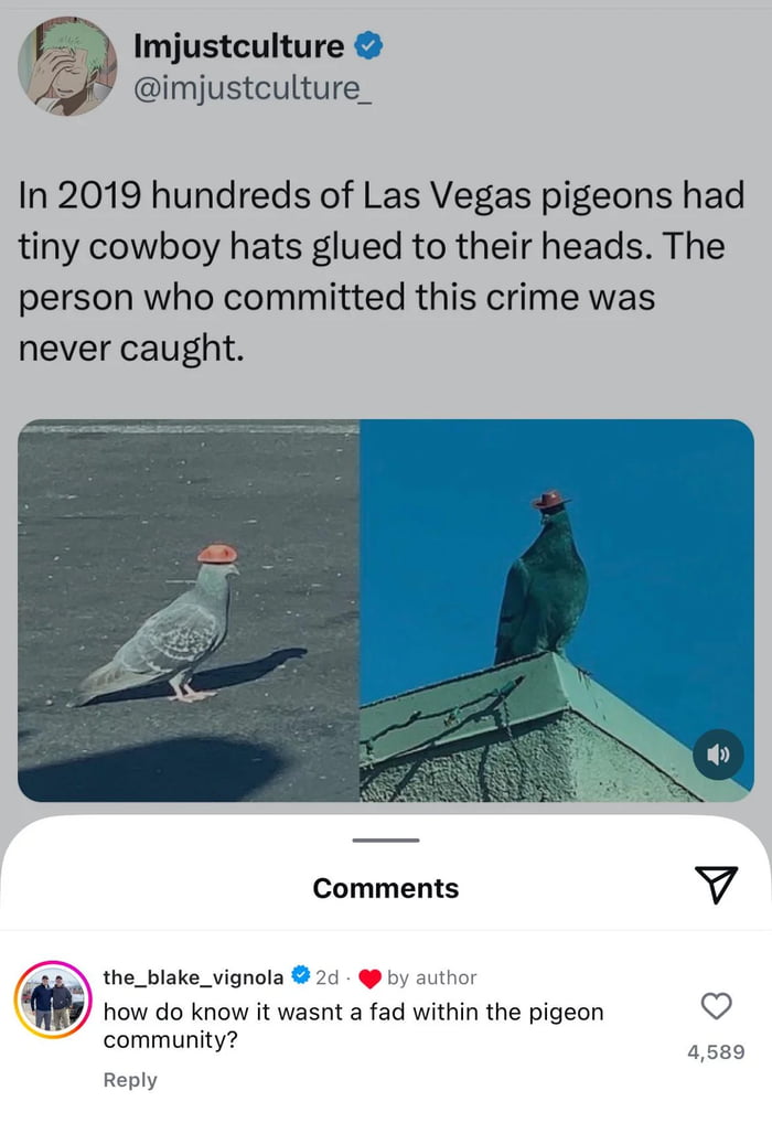 Just a regular day for the Las Vegas pigeon community. - 9GAG