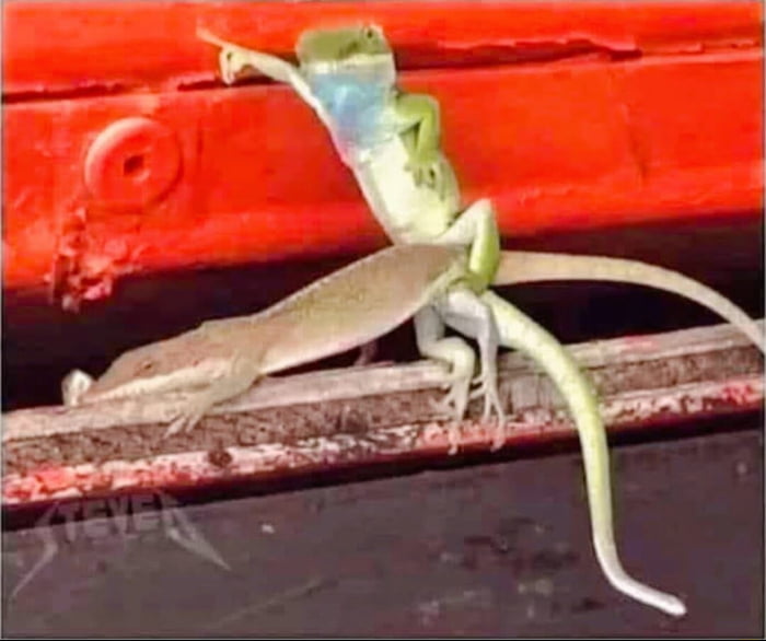 Quick, act natural - 9GAG